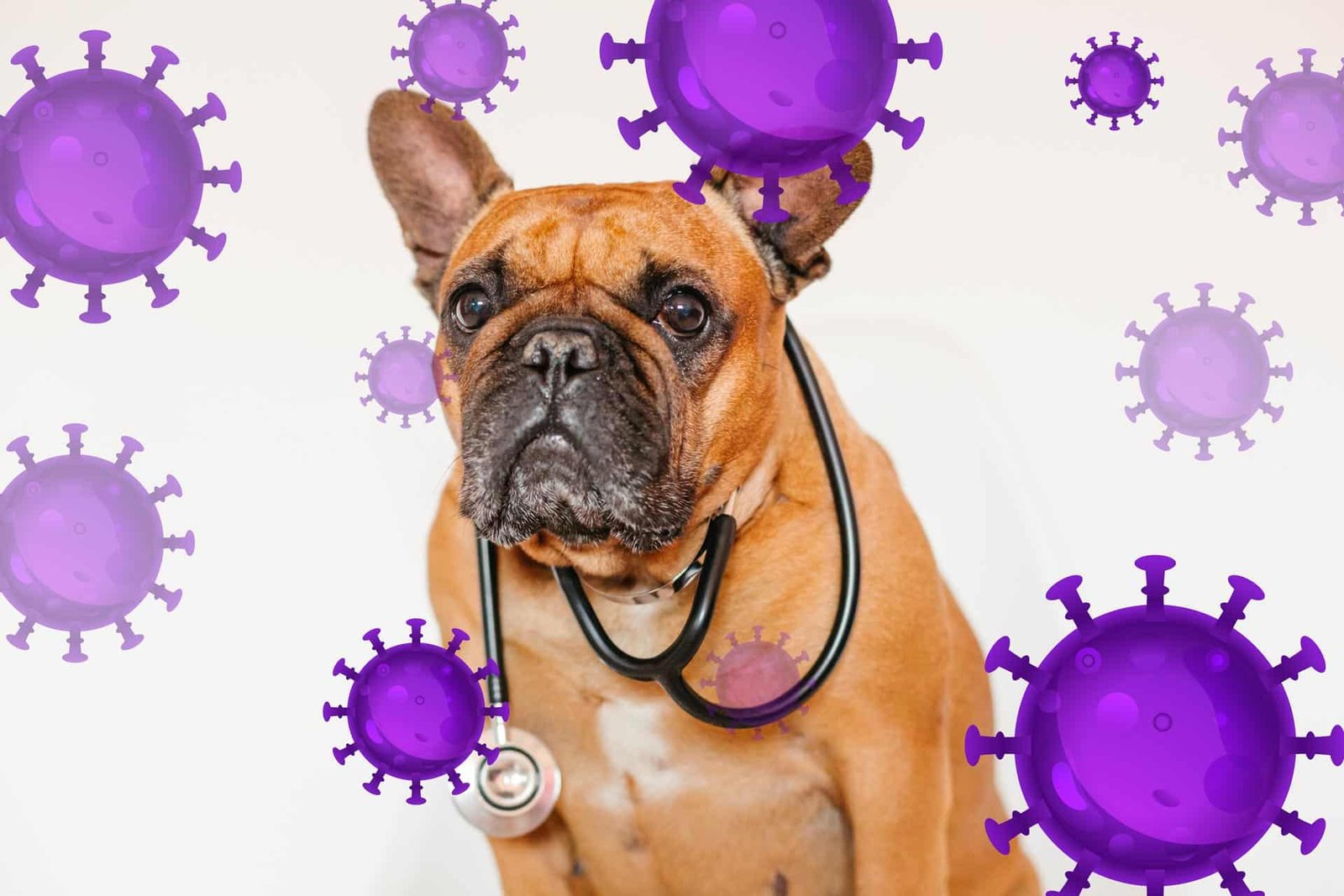 ¿Puede mi frenchie contagiarse de coronavirus? - Bulldog Francés Ecuador